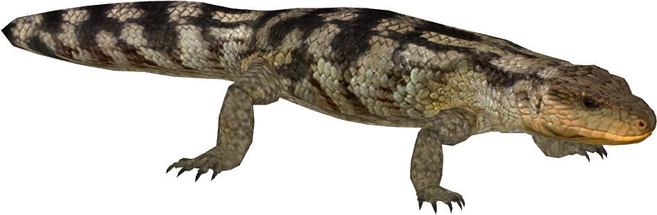 Download Blotched Blue-tongued Lizard - Gila Monster Transparent PNG ...