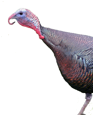 Download Bird Gard Electronic Bird Repellent Wild Turkey - Livestock ...