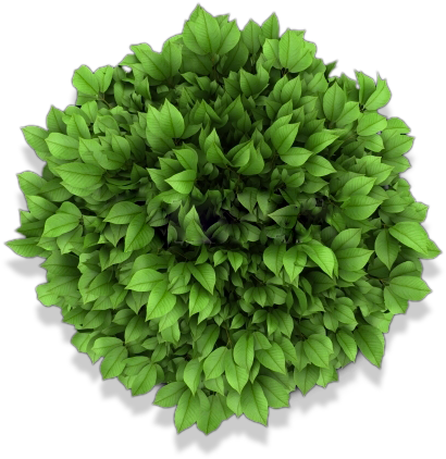 Download Bed Top View Png - Top View Of Garden Plants PNG Image with No ...