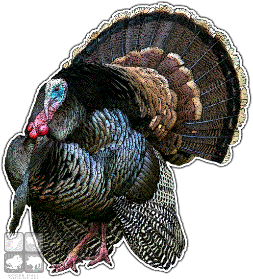 Download Wild Turkey Decal - Art PNG Image with No Background - PNGkey.com