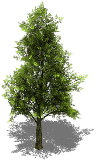 Download Preview - Tree Sprite PNG Image with No Background - PNGkey.com