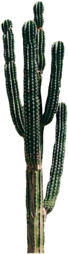 Download Cactus Plant Freetoedit - Cactus Tumblr Hd PNG Image with No ...