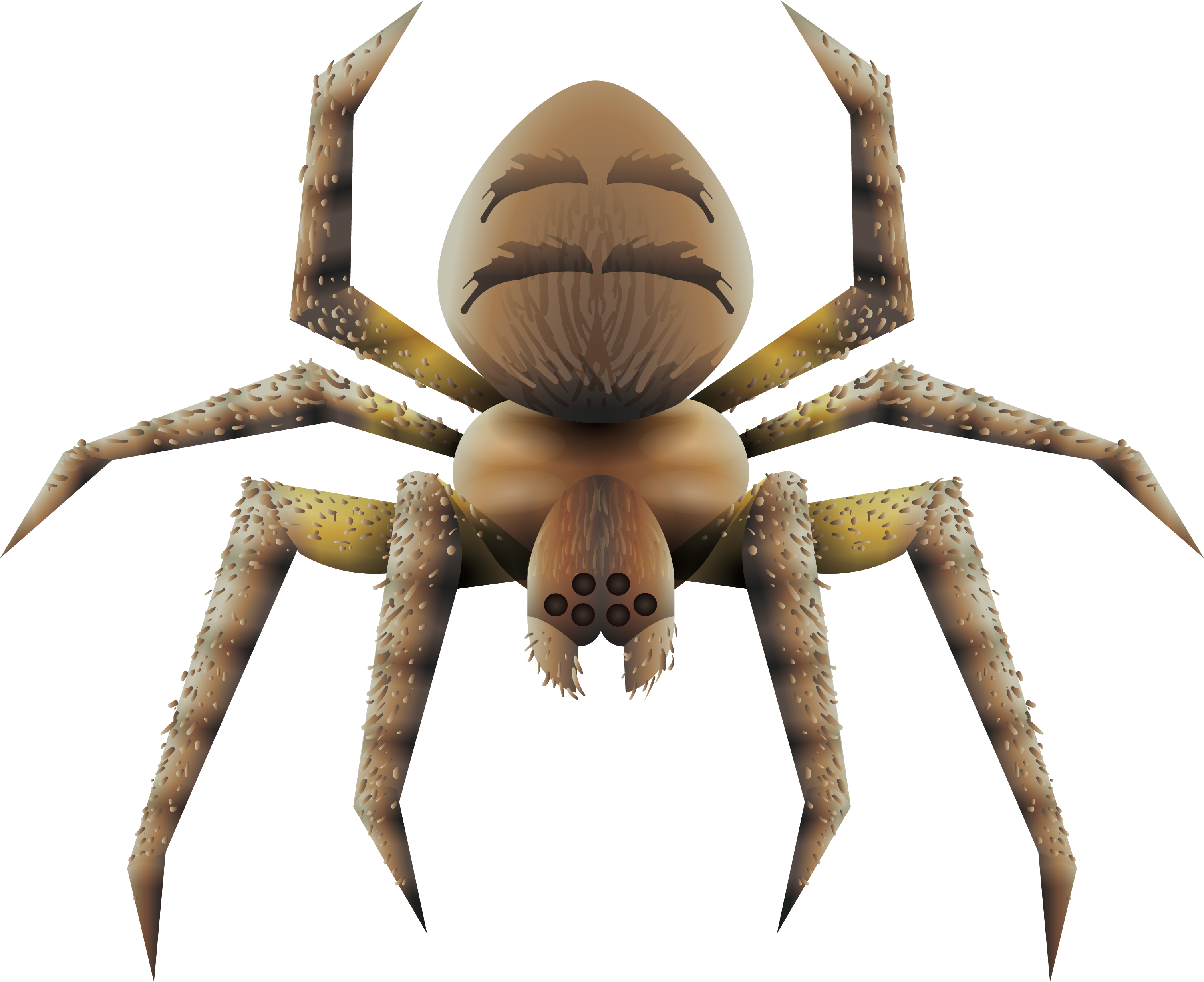Wolf Spider Png - Spider - Free Transparent PNG Download - PNGkey