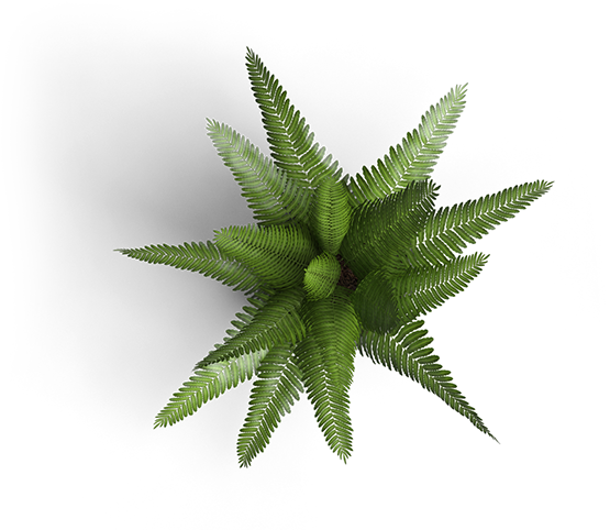 Download Submit - Fern Top Down Png PNG Image with No Background ...