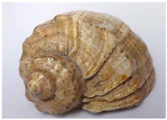 Download Gastropod Shell PNG Image with No Background - PNGkey.com