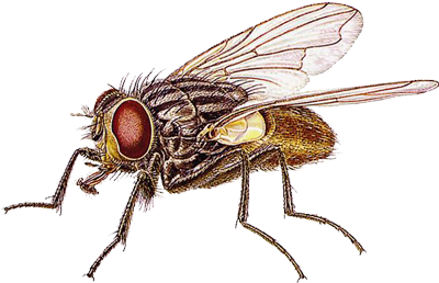 Download House Fly PNG Image with No Background - PNGkey.com