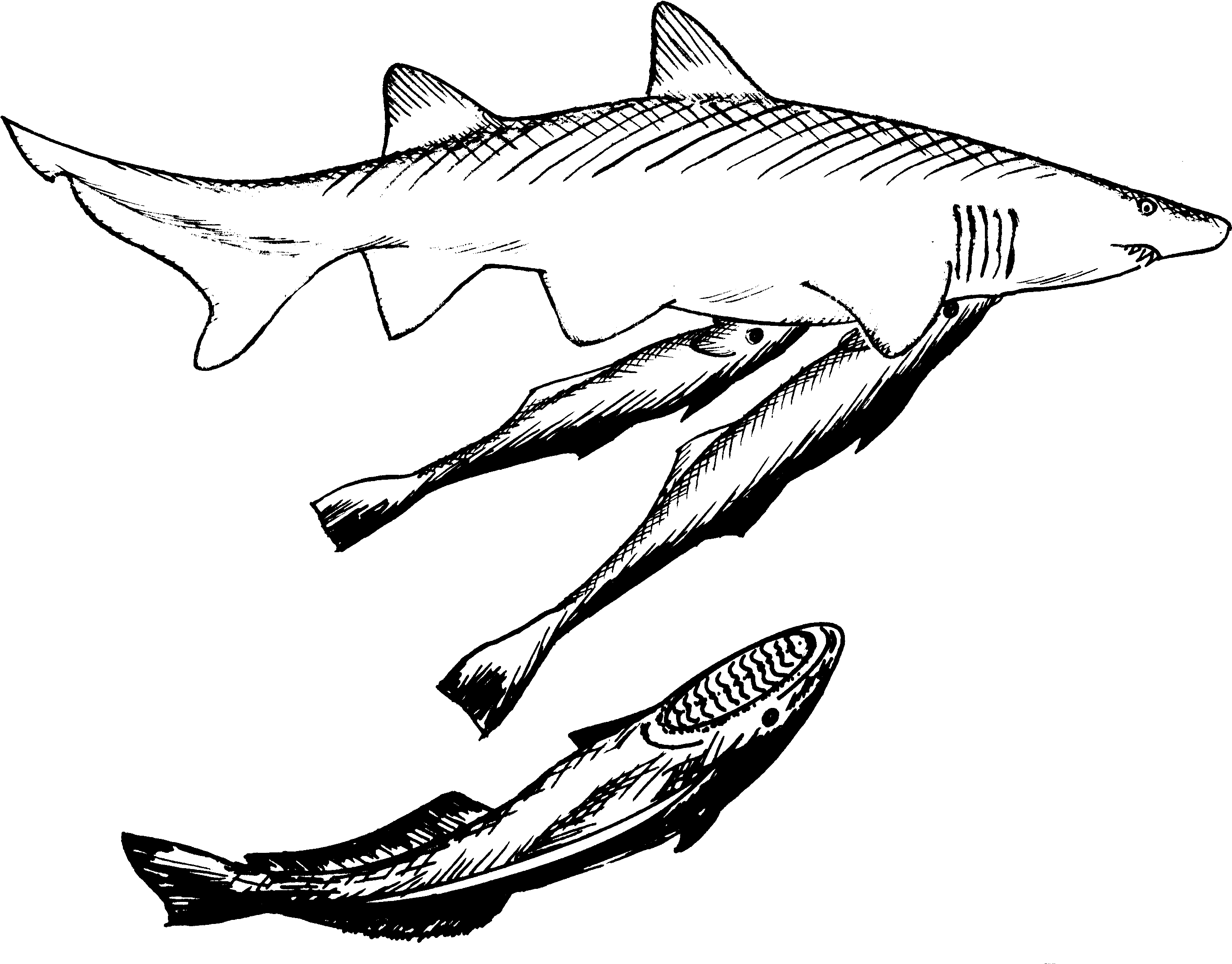 Download Shark And Remora Drawing - Shark And Remora Black And White ...