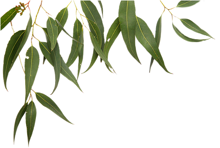 Gum Leaf Png - Gum Leaves Border - Free Transparent PNG Download - PNGkey
