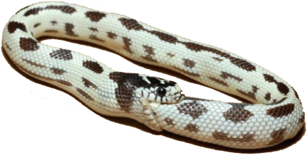 Download Snake Eating Its Own Tail - Snake Eating Tail PNG Image with ...