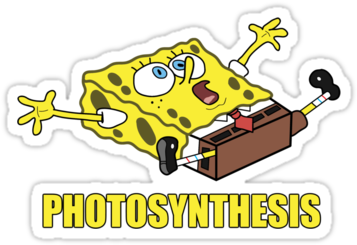 Spongebob Photosynthesis Transparent - Free Transparent PNG Download ...