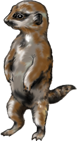 Download Meerkat - Weasel PNG Image with No Background - PNGkey.com