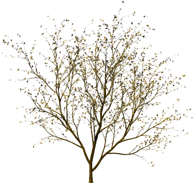 Thin Tree Without Leaves - Free Transparent PNG Download - PNGkey