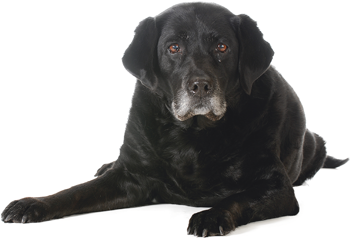 Download Puppy Adult Senior Dogs PNG Image with No Background - PNGkey.com
