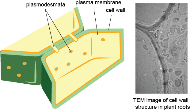 Cell Wall - Plant Cell Membrane And Wall - Free Transparent PNG ...