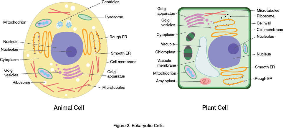 Download Plant Cell Vesicle - Клетка Растений И Животніх PNG Image with ...