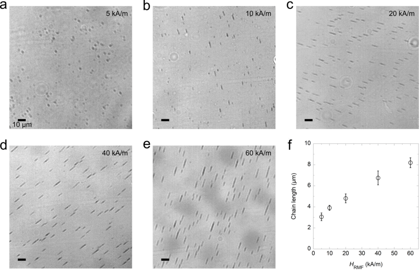 Download Observation Of Magnetic Chains In An Optical Microscope ...