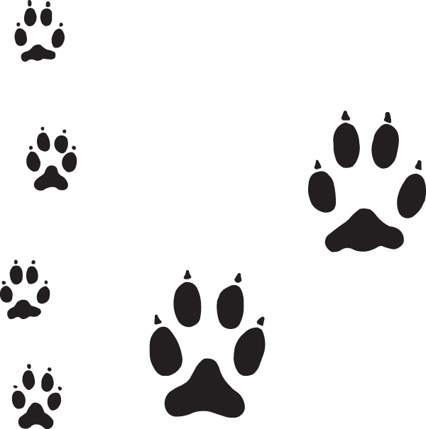 Download Dog Paw Tracks PNG Image with No Background - PNGkey.com