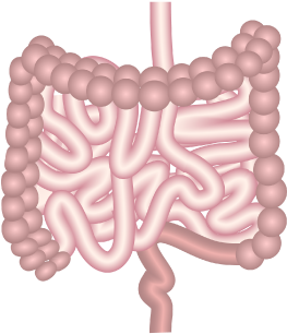 201405 Intestines - Intestinal Dysmotility - Free Transparent PNG ...