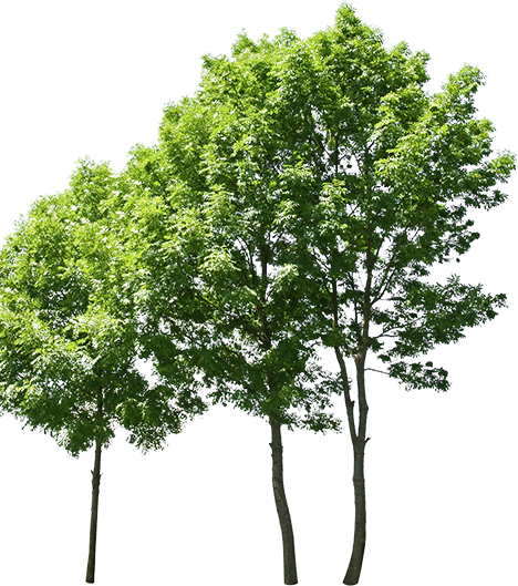 Download Bethesda Apartments - Row Of Trees Transparent PNG Image with ...