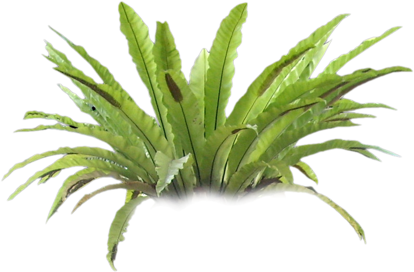 Download Fern - Tree Fern Png PNG Image with No Background - PNGkey.com