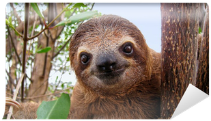 Download Cute Sloth Face PNG Image with No Background - PNGkey.com