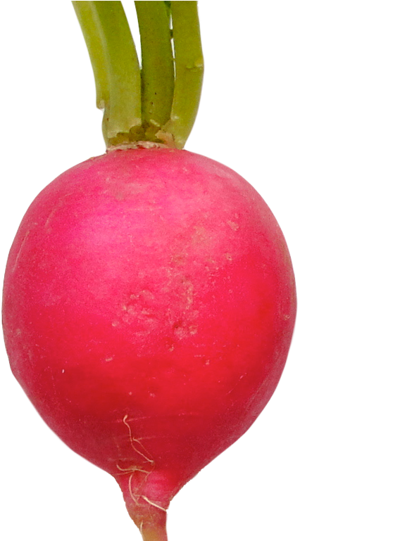 Radish Png - Radish - Free Transparent PNG Download - PNGkey