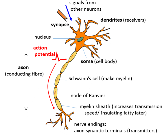 Download Sketch Showing The Main Parts Of A Neuron - Graphic Design PNG ...