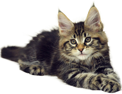 Download Transparent Cat Tumblr Download - Мейн Кун Черный Мрамор PNG ...