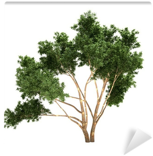 Gum Trees - Free Transparent PNG Download - PNGkey