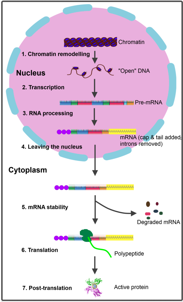 Gene Expression Eukaryote - Eukaryotic Gene Expression Process - Free ...