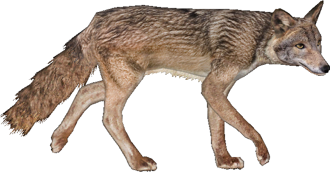 Red Wolf - Wiki - Free Transparent PNG Download - PNGkey