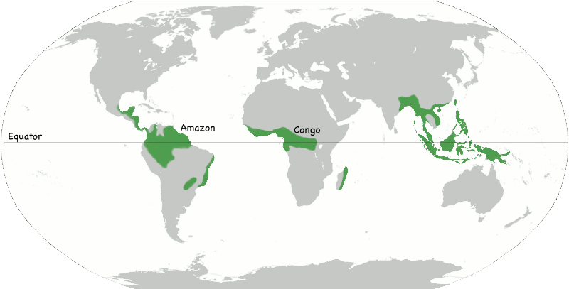 Download Rainforest - Amazon Forest Map World PNG Image with No ...