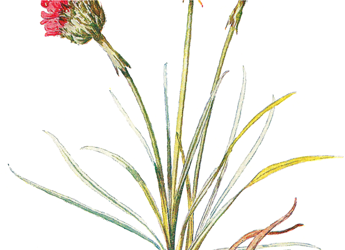 Download Wildflower Clipart Botanical Illustration - Clip Art PNG Image ...