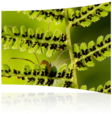 Download Test - Moss PNG Image with No Background - PNGkey.com