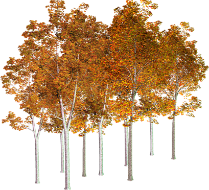 Download Paradiso Autumn-trees - Grove PNG Image with No Background ...