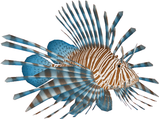Download Lionfish PNG Image with No Background - PNGkey.com