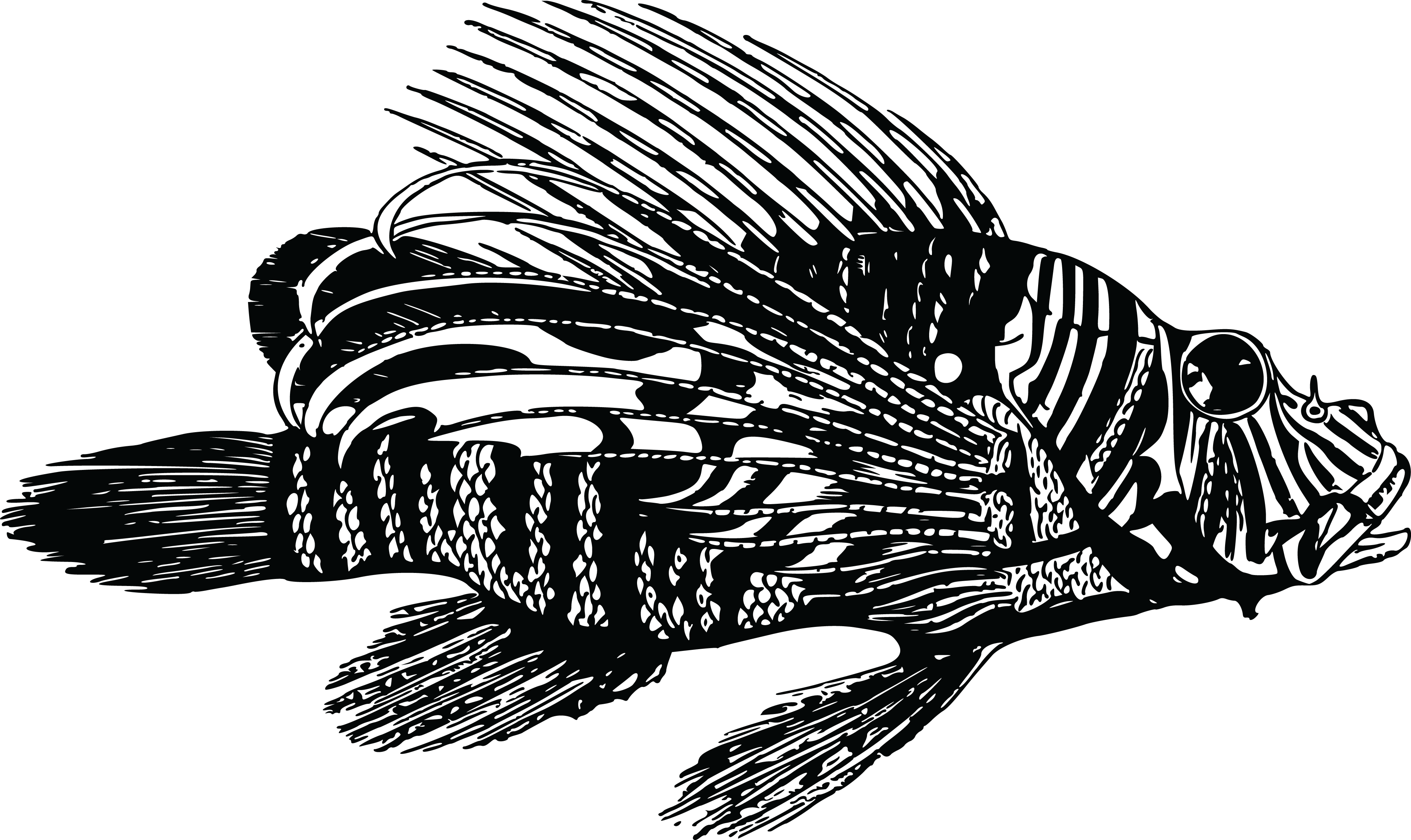 Download Lionfish Png PNG Image with No Background - PNGkey.com