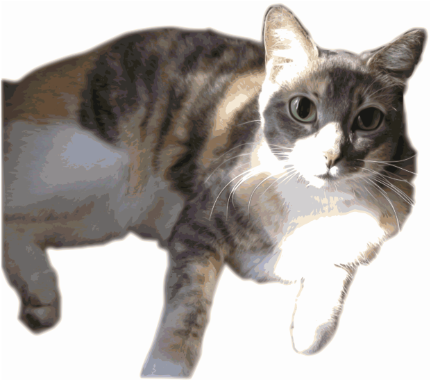 Download Calico Cat PNG Image With No Background, 40% OFF