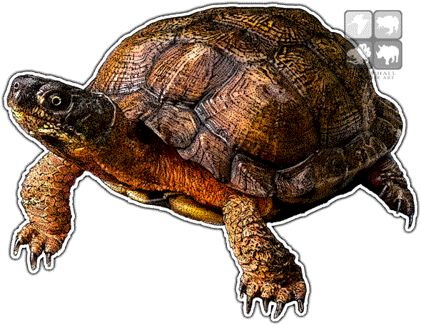 Wood Turtle Decal - Wood Turtle Png - Free Transparent PNG Download ...