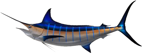 Marlin - Marlin Fish - Free Transparent PNG Download - PNGkey