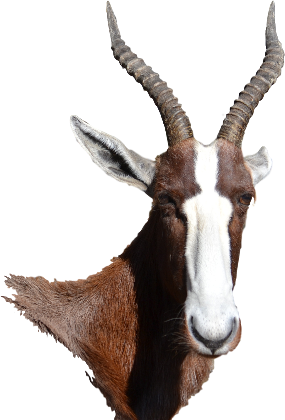 Download Bontebok Antelope - Bontebok PNG Image with No Background ...