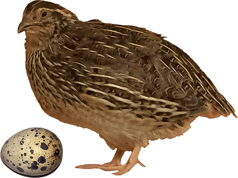 Download Quail And Quail Egg - Quail Png PNG Image with No Background ...