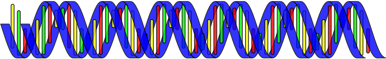 Download Genes Are The Basic Physical And Functional Unit Of - Double ...