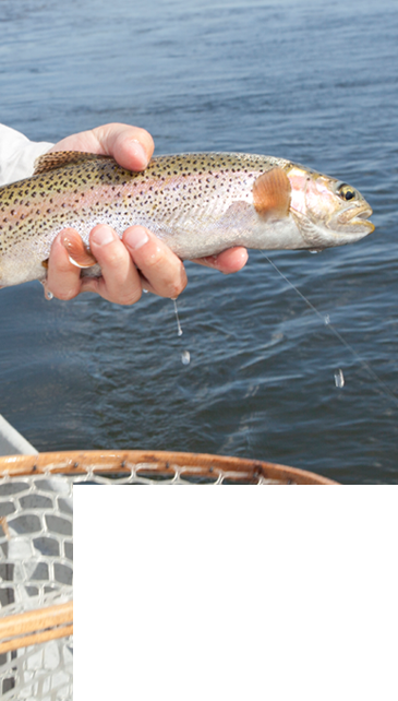 Download Fly Fishing Article W Mask-2 - Trout PNG Image with No ...