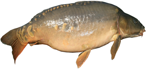 Download Mirror Carp No Background Transparent Image Fishing - Carp ...