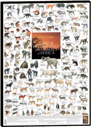 Download Zoo Animal Posters 13 - Primates Of Africa Poster PNG Image ...
