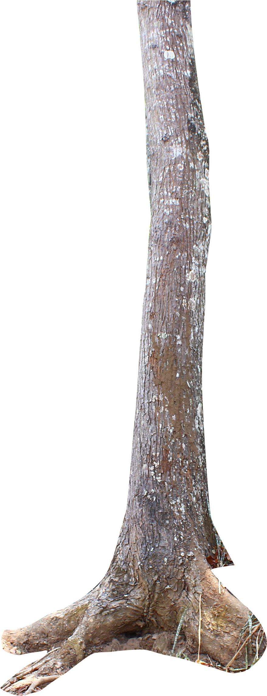 Download Thumb Image - Tree Trunk Png PNG Image with No Background ...