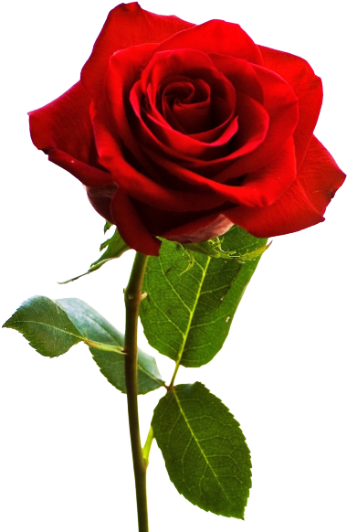 Download Transparent Rose - Rose Flower PNG Image with No Background ...