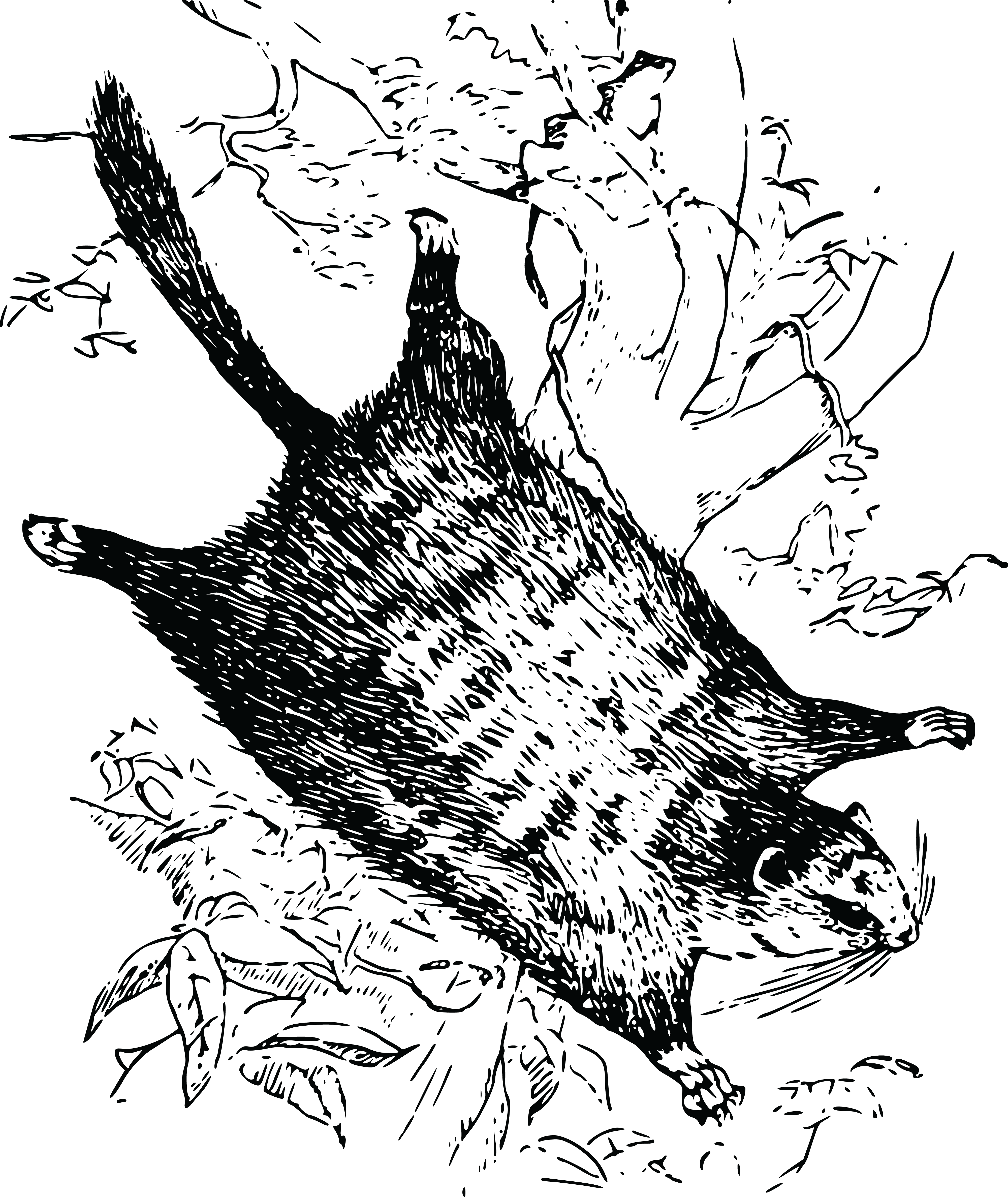 Download , , - Flying Squirrel PNG Image with No Background - PNGkey.com