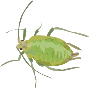 201412 Green Peach Aphid - Transparent Aphid Png - Free Transparent PNG ...